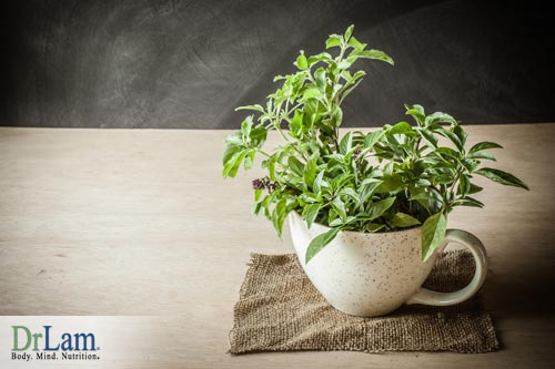 Explore Remarkable Holy Basil Cortisol Effects for Adrenal Health