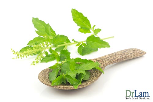 Explore Remarkable Holy Basil Cortisol Effects for Adrenal Health