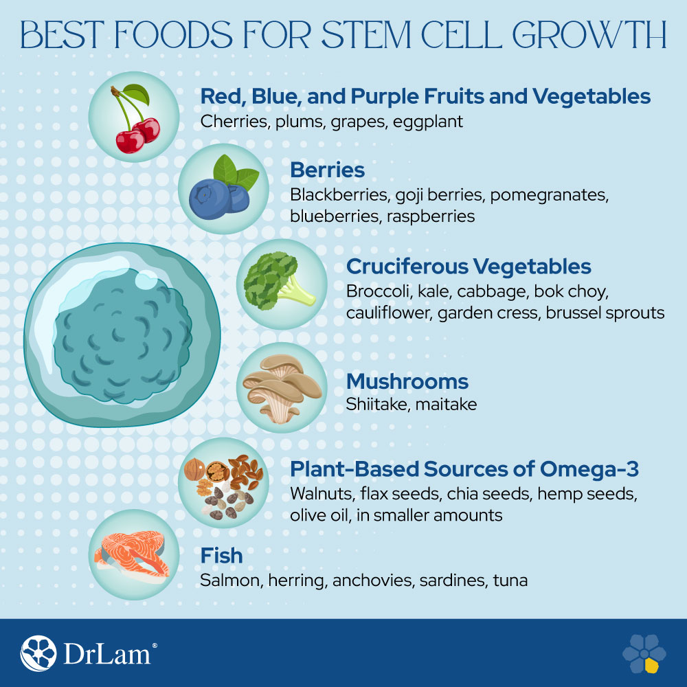 The 25 Best Foods For Stem Cell Growth | Dr. Lam